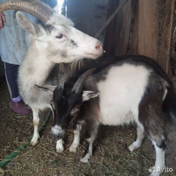 Коза дойная с козлëнком