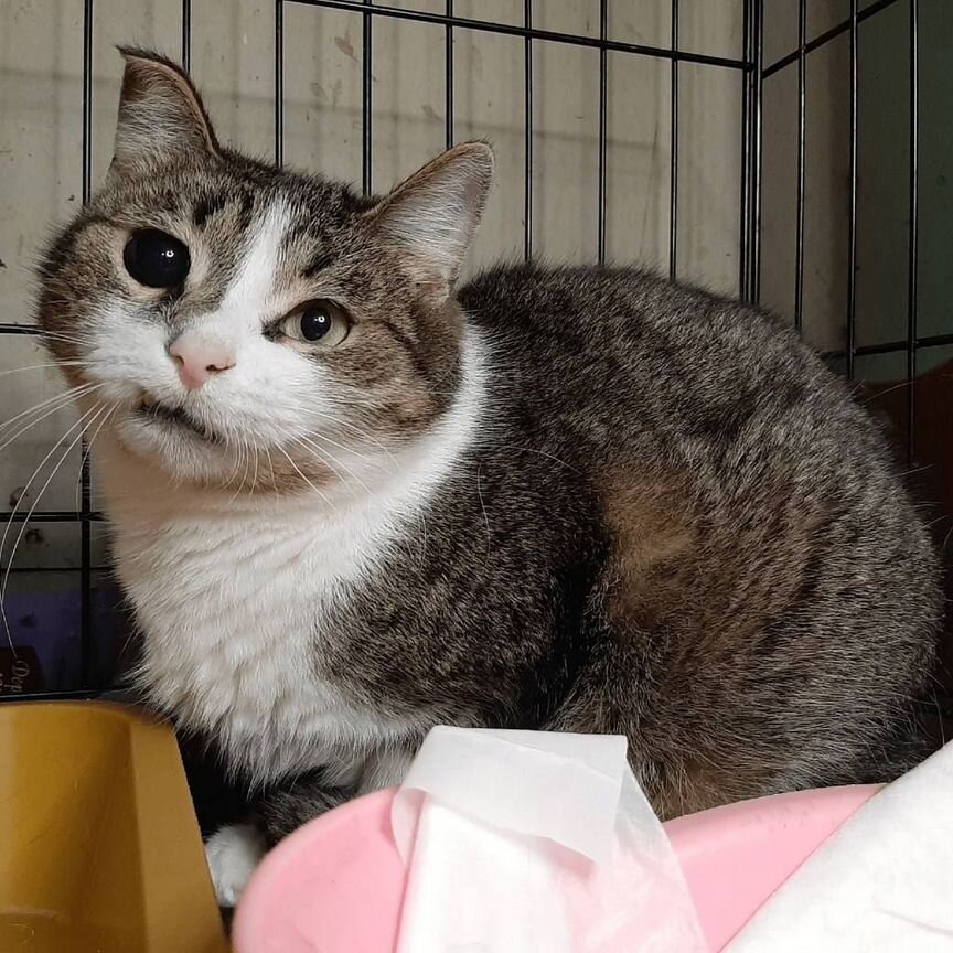 Пушистая Твити выжила, чтобы стать счастливой