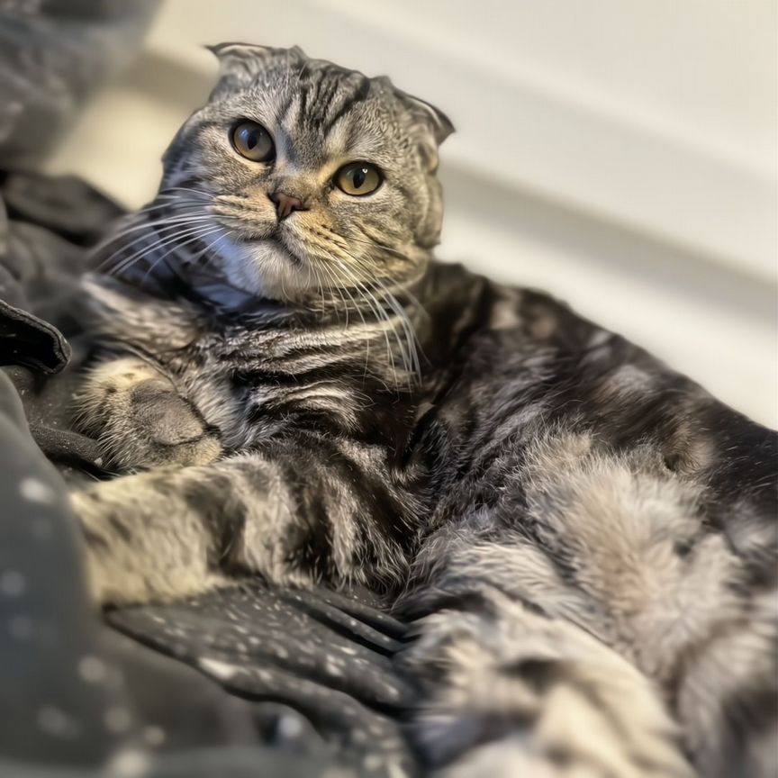 Шотландский вислоухий короткошёрстный кот, вязка