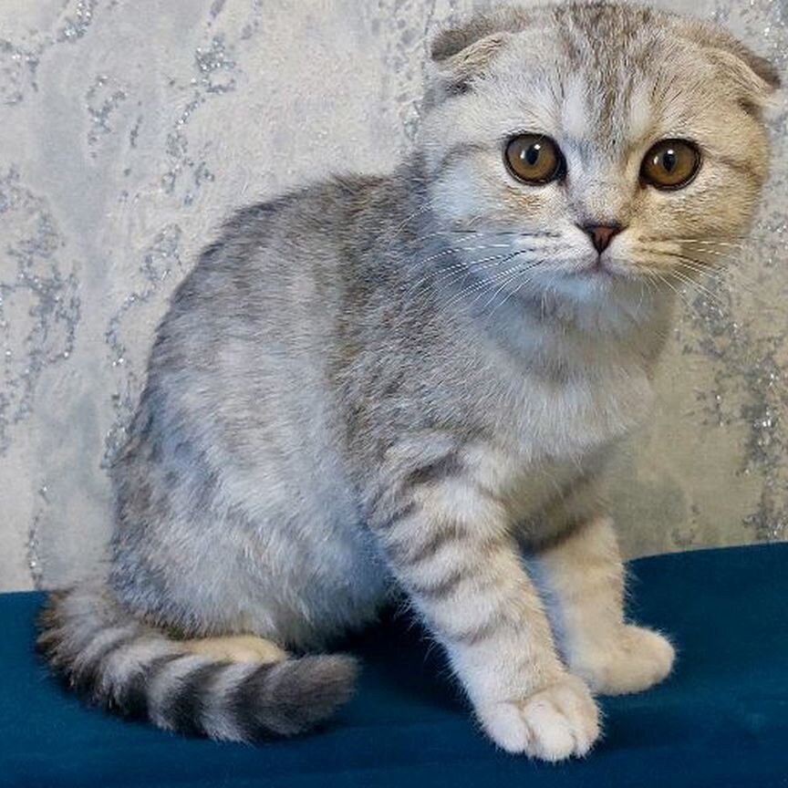 Шотландский вислоухий короткошёрстный котёнок