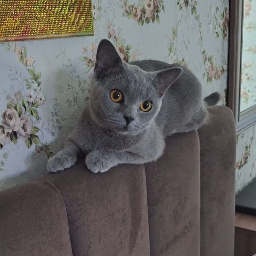 Кошечка ищет дом