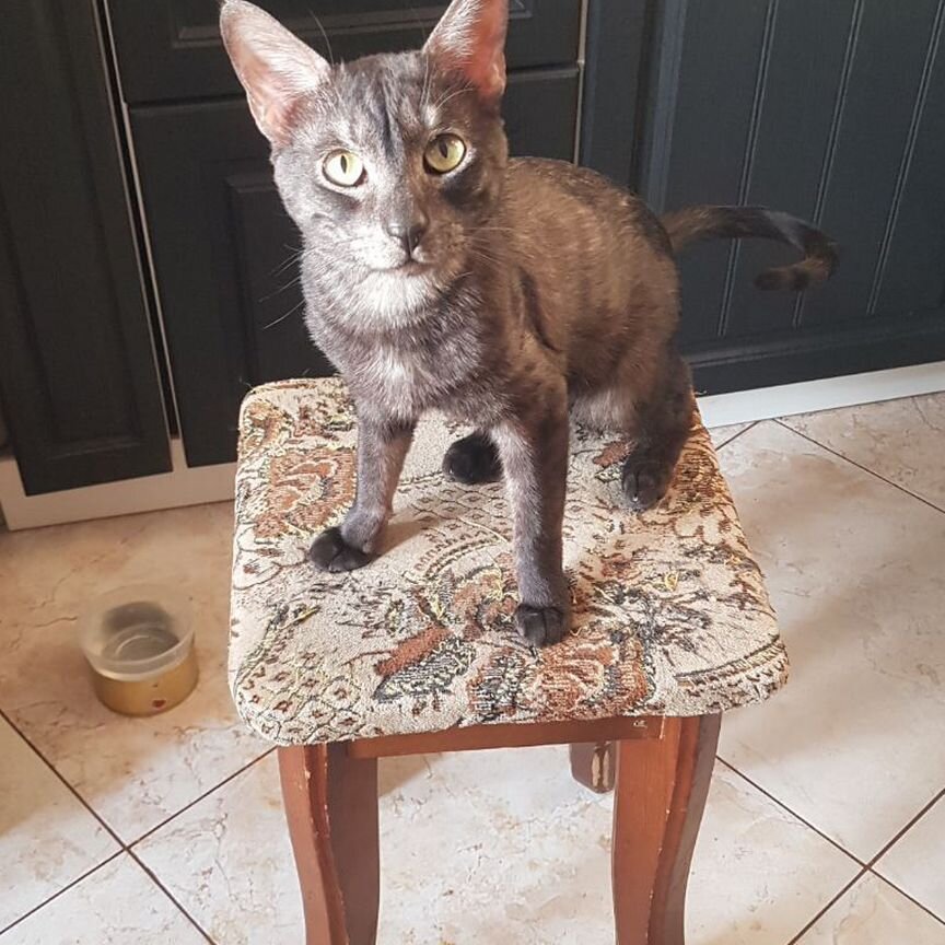 Кот ищет невесту