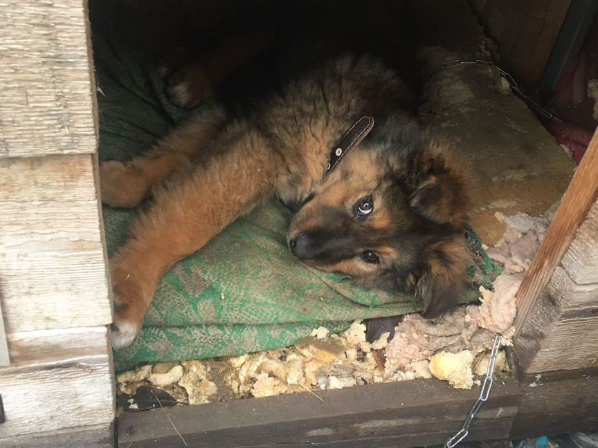 Собака для охраны. Щенок метис в заботливые руки