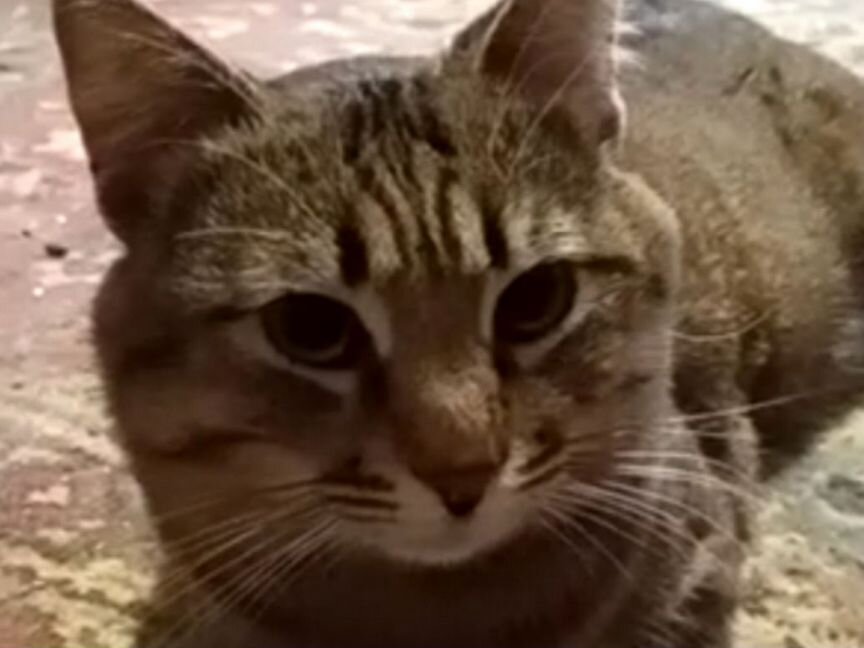 Котик ищет дом