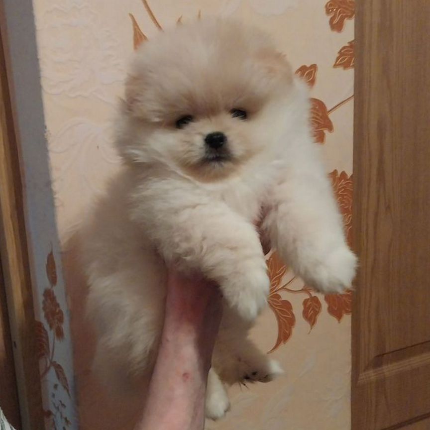 Померанский шпиц, щенок