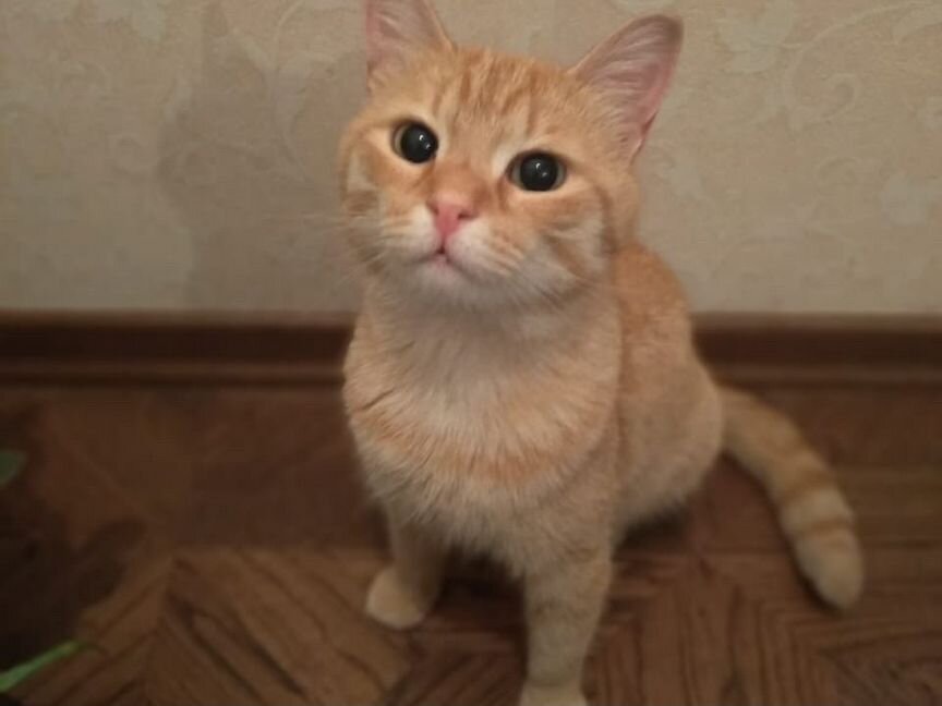 Рыжик со сложной судьбой