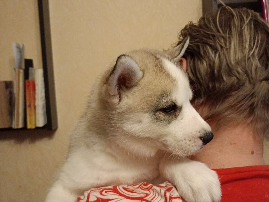 Щенки сибирской хаски