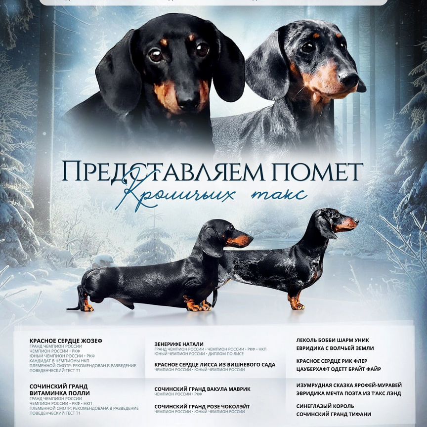 Кроличья такса