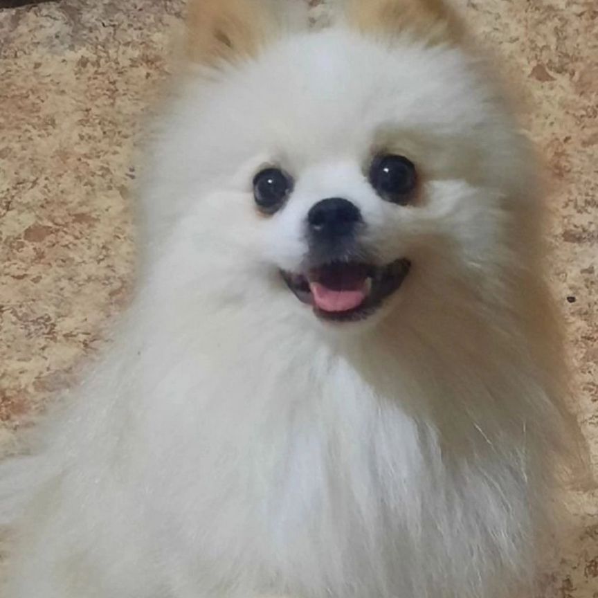 Малый Шпиц мальчик