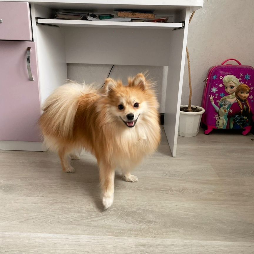 Шпиц вязка (мальчик)