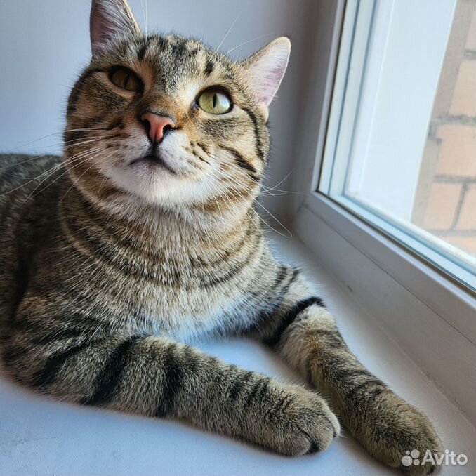 Бесплатно на случку. мама- американского бобтейла