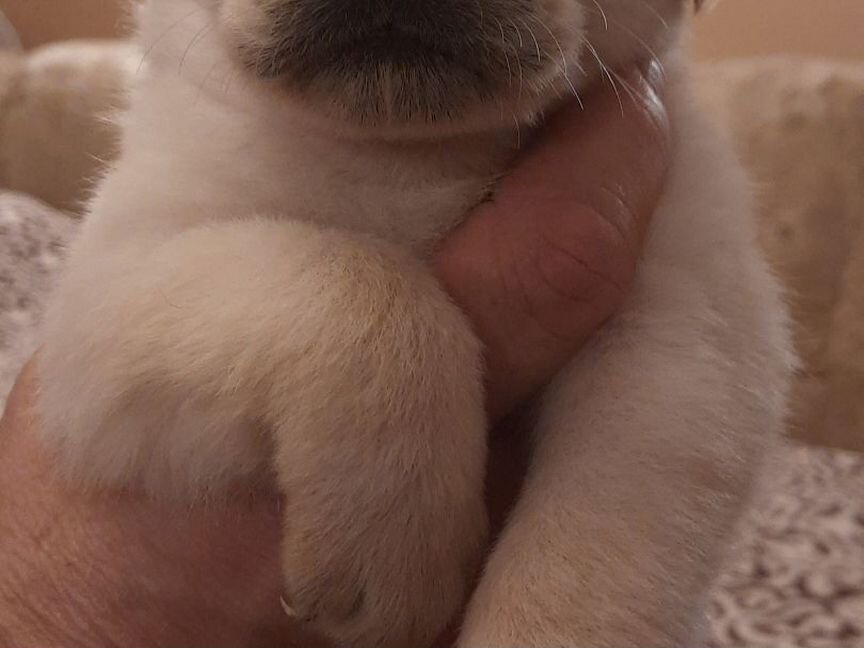 Лабрадор ретривер щенки палевые