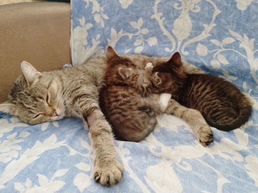 Котята девочки