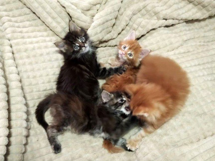 Котята Мейн куны
