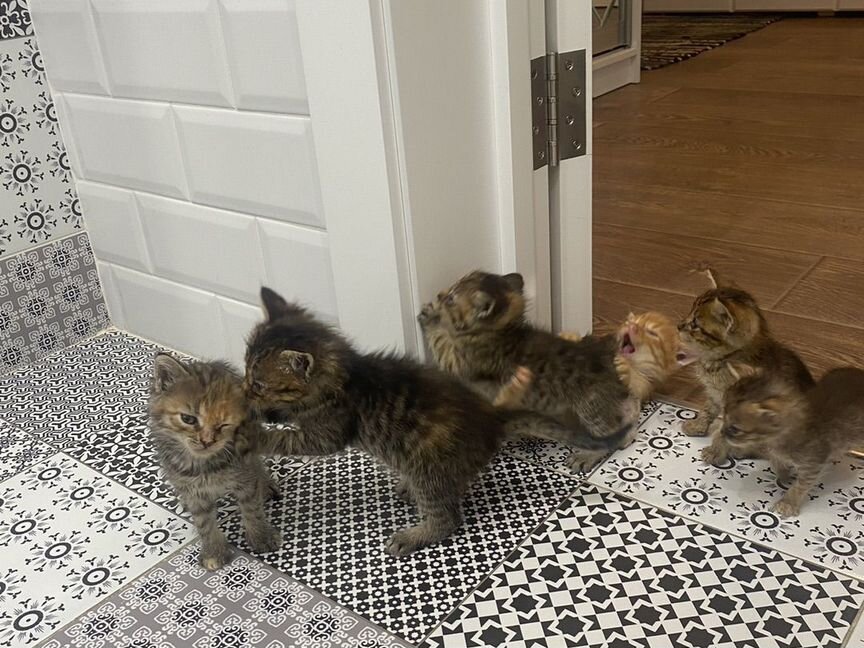 Котята очень нежные