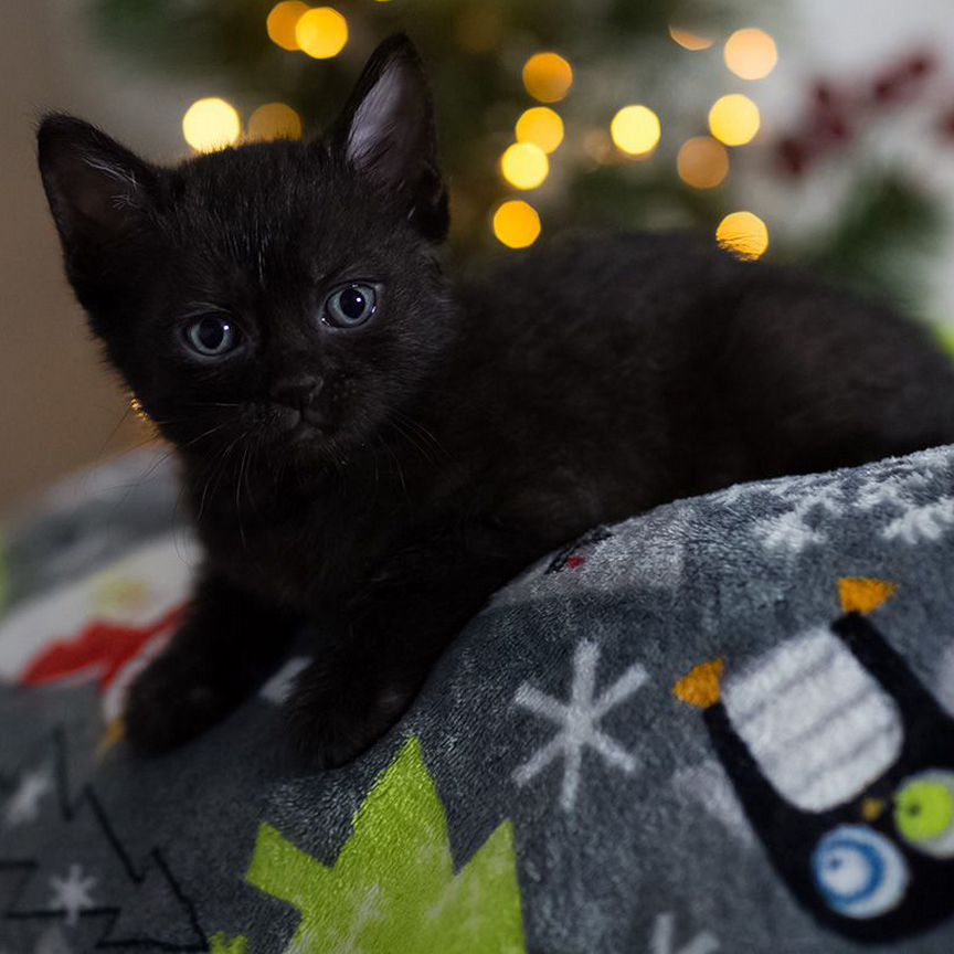 Котёнок от заводчика