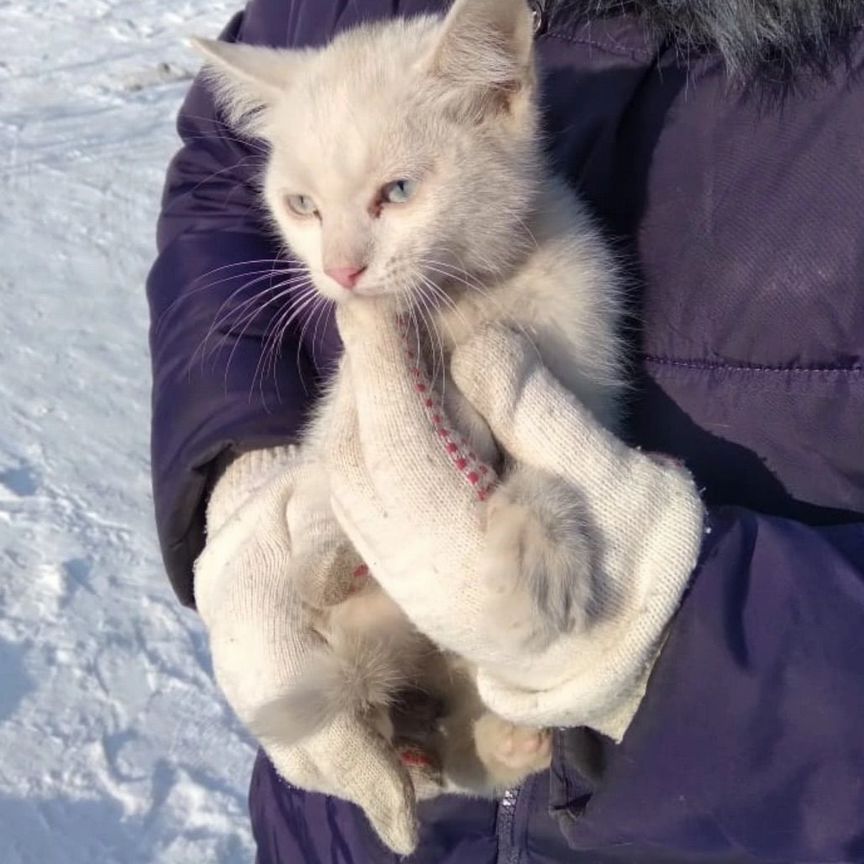 Белый котенок с голубыми глазами