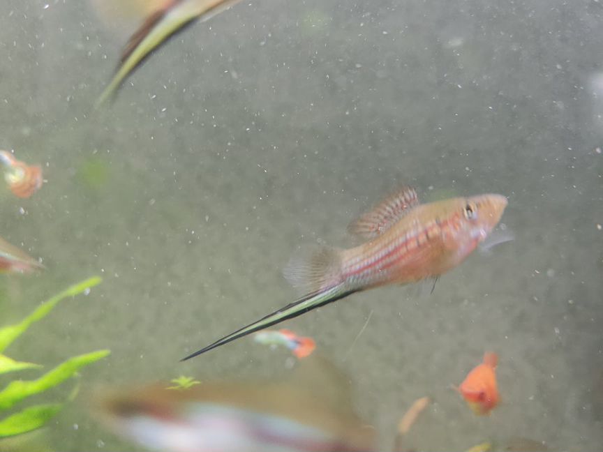 Меченосец зеленый