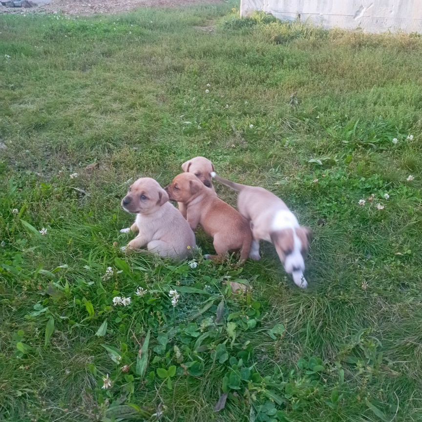 Щенки