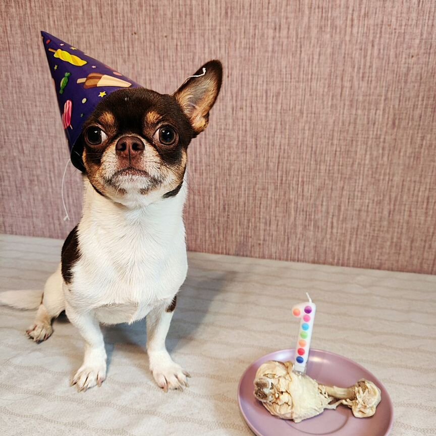 Вязка чихуахуа