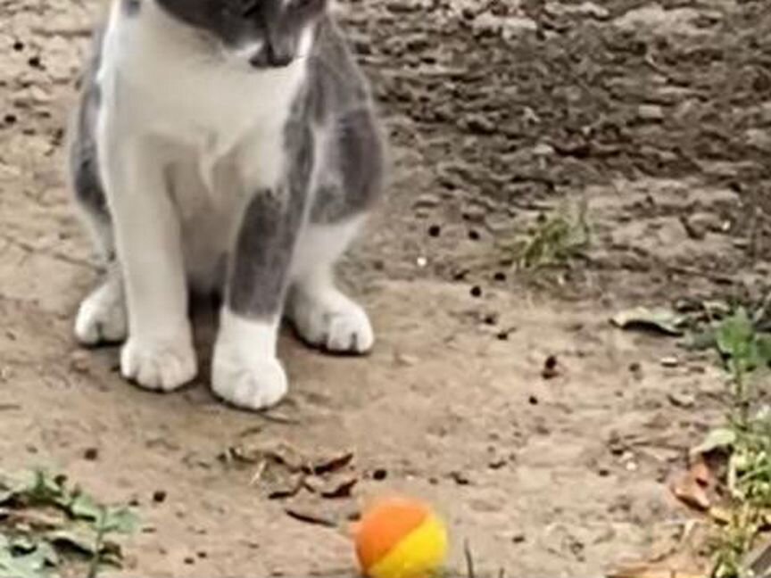 Котик ищет нового хозяина