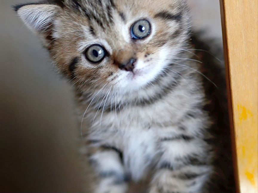 Котята шотландцы мальчик и девочка