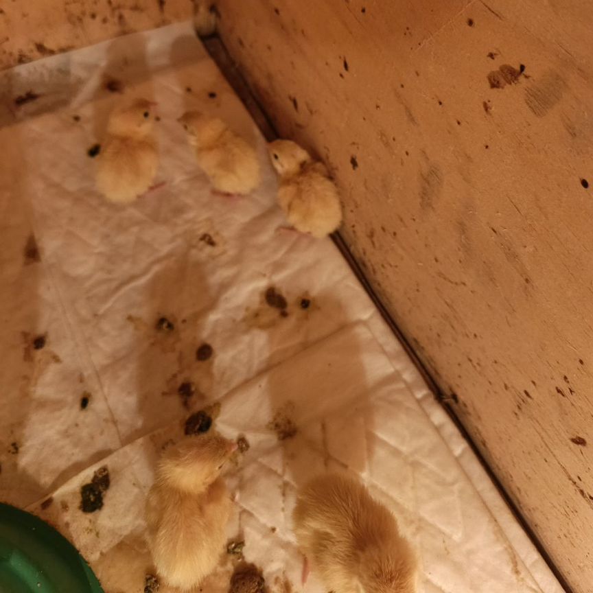 Перепелки суточные