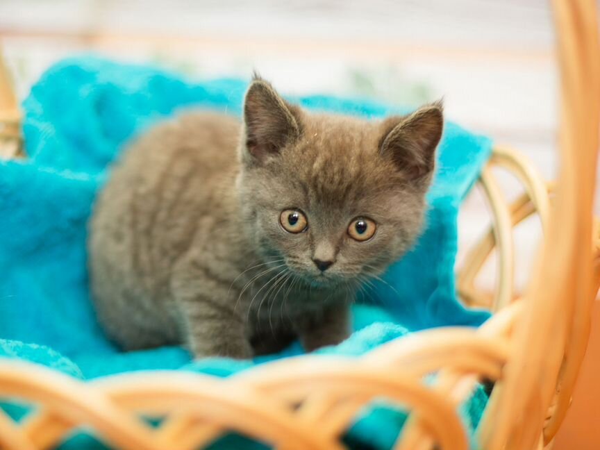 Котомальчик 1,5 мес ищет котородителей