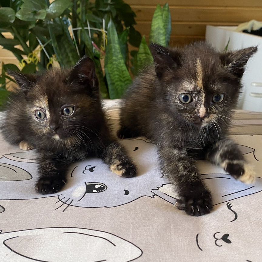 Трехцветные котята в добрые руки