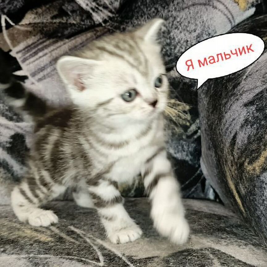 Шотландская