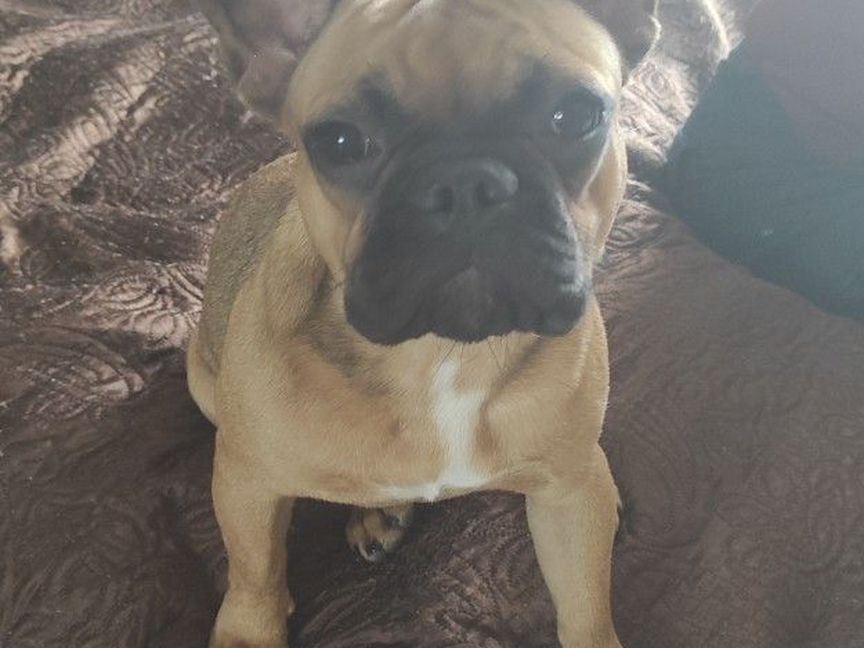 Французский бульдог девочка