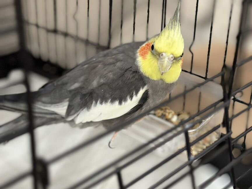 Попугай корелла