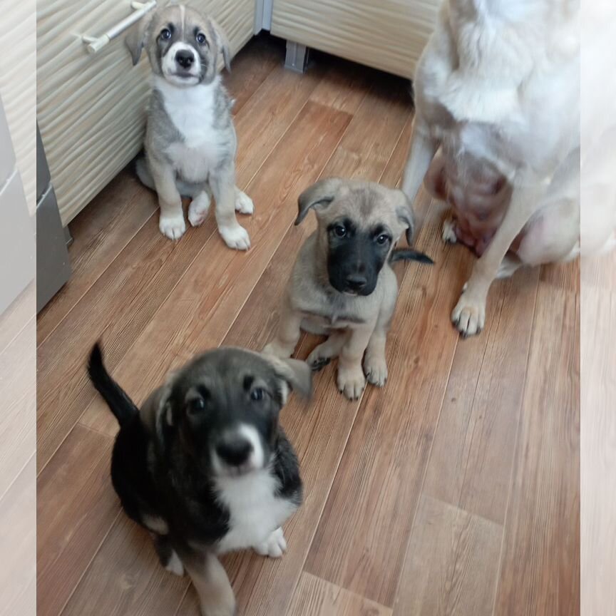 Щенок в добрые руки