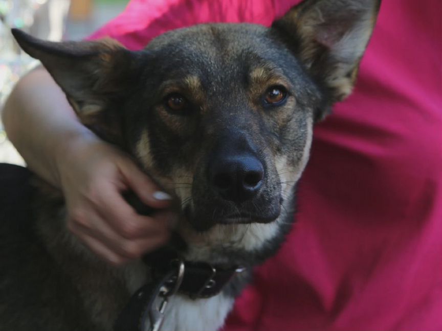 Собака в добрые руки