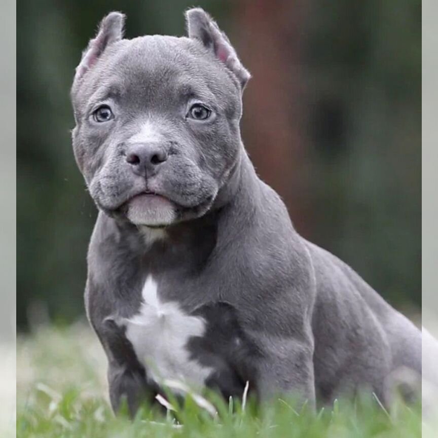 Американский булли, щенок