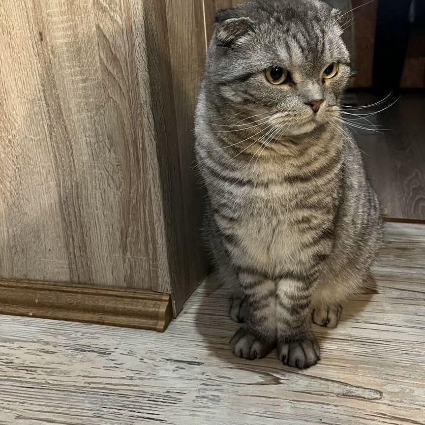 Шотландский вислоухий кот бесплатно