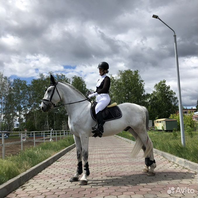 Спортивная лошадь