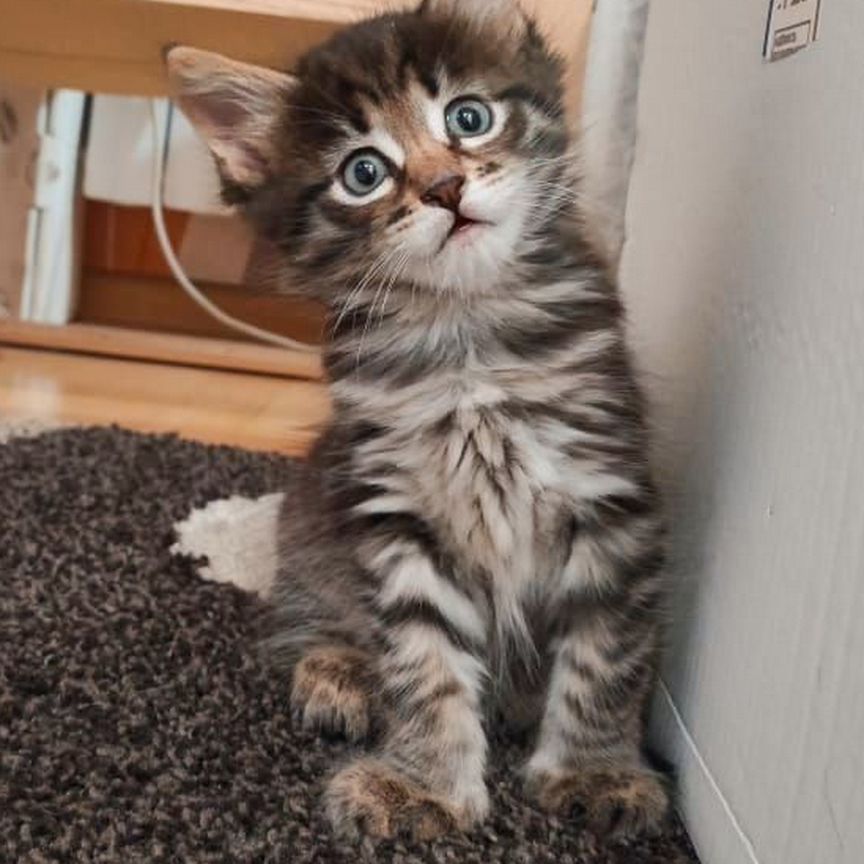 Котята мейн-кун помесь бесплатно