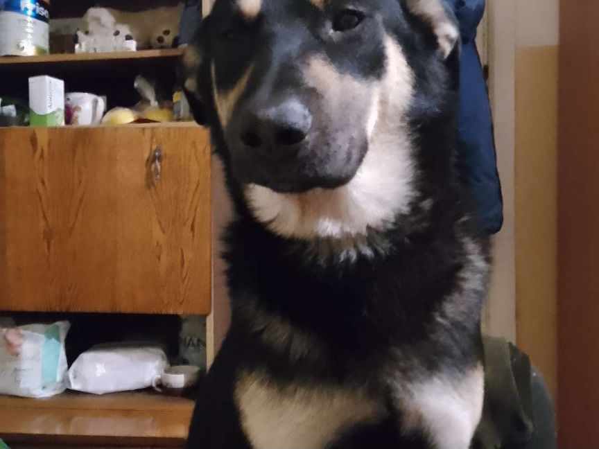 Овчаристого типа