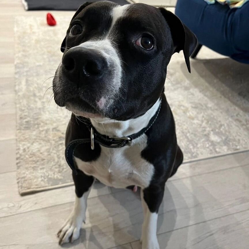 Стаффордширский терьер в добрые руки