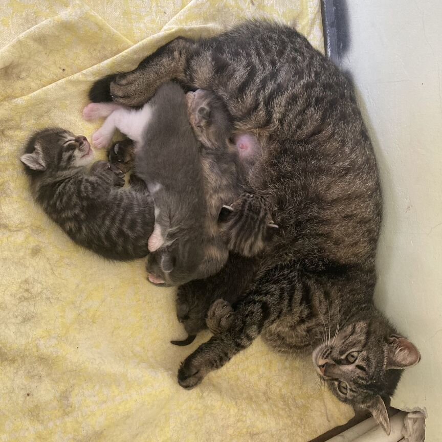 Котята табби