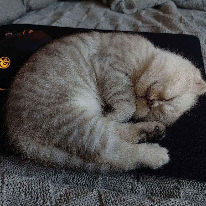 Котенок очаровательный вислоухий