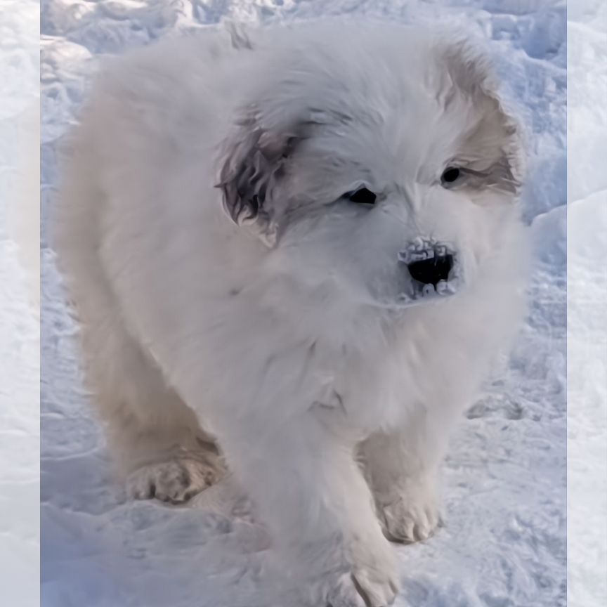 Пиренейская горная собака, щенок