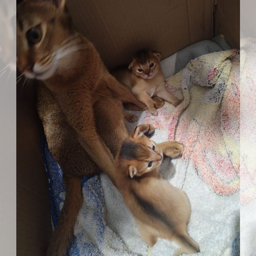 Абиссинский котёнок