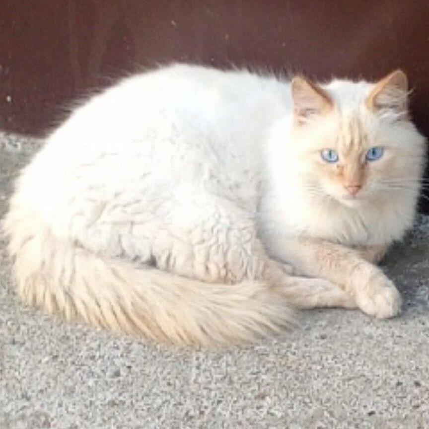 Котик