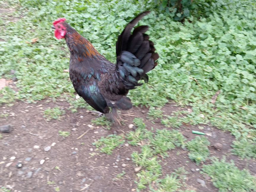 Куры петухи