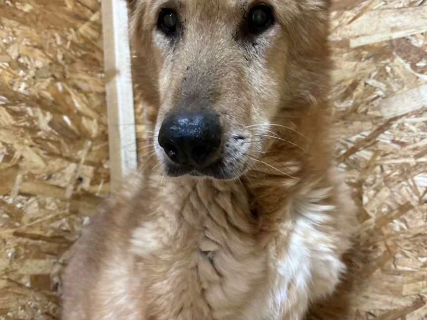 Старичок Златан ищет дом