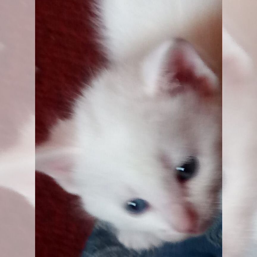 Котята красавцы