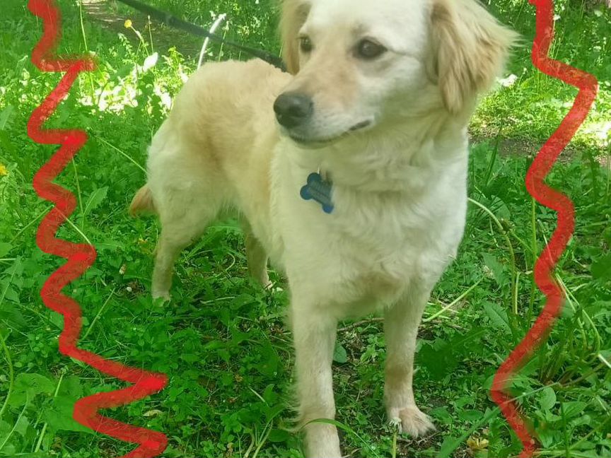 Маленькая собачка в дар