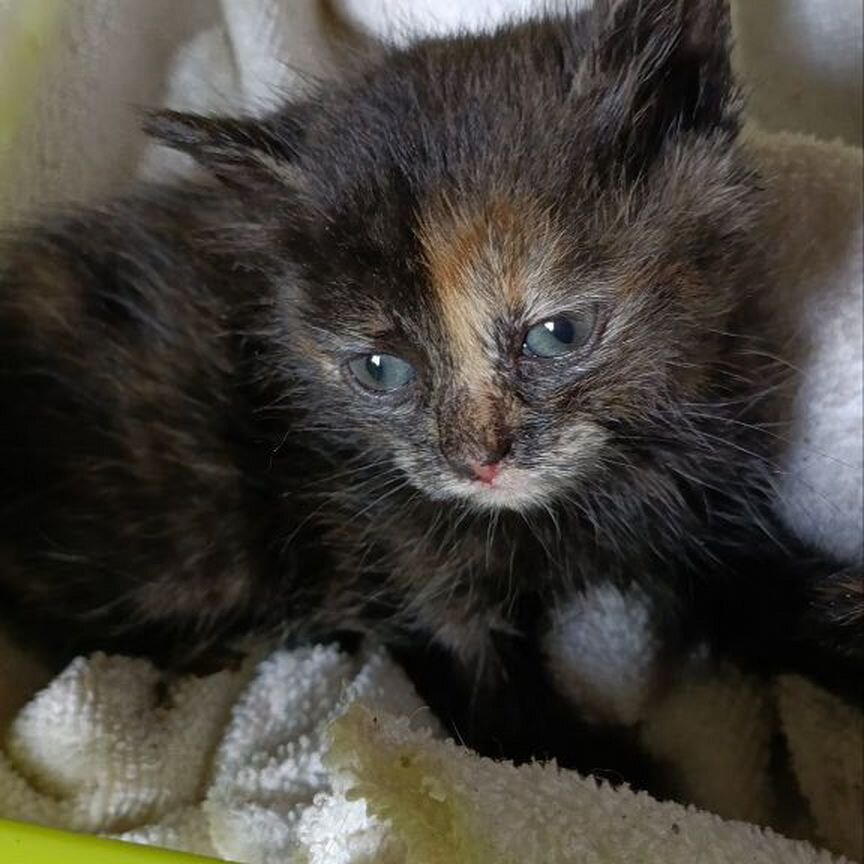 Котята в добрые руки мальчики и одна девочка